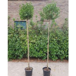 Portugese laurierboom op stam kopen